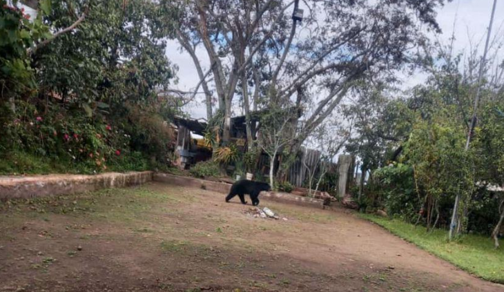 Imbabura: El oso andino se acerca a zonas pobladas