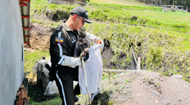 Segunda cría de oso de anteojos es rescatada y llevada al zoológico de ...